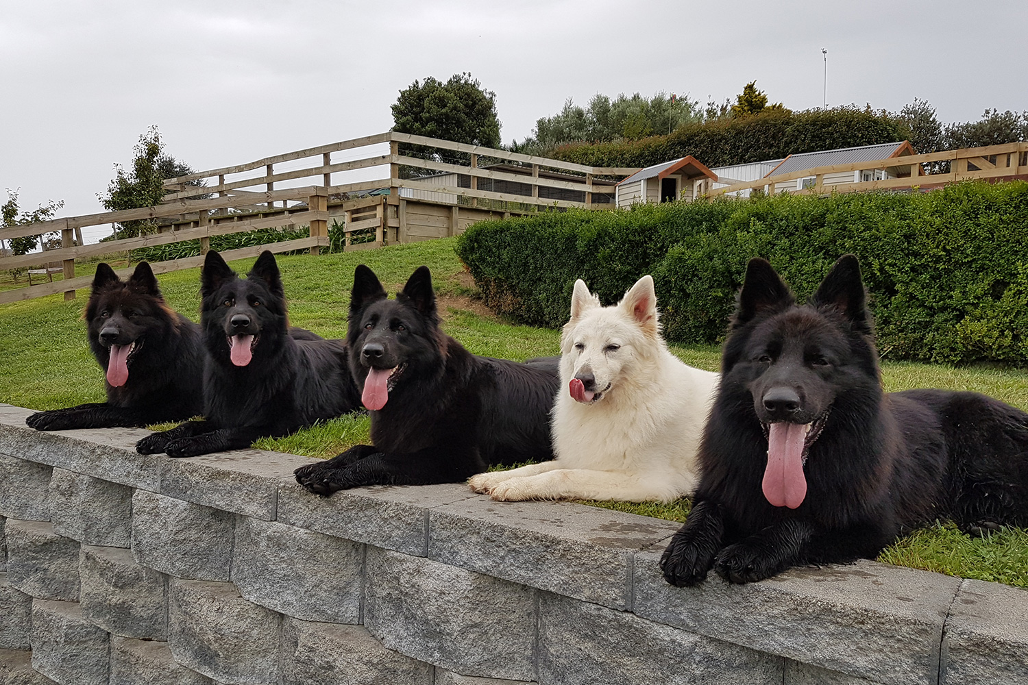 Raw Feeding | Our Journey of Goodness | ROAR Pet Food